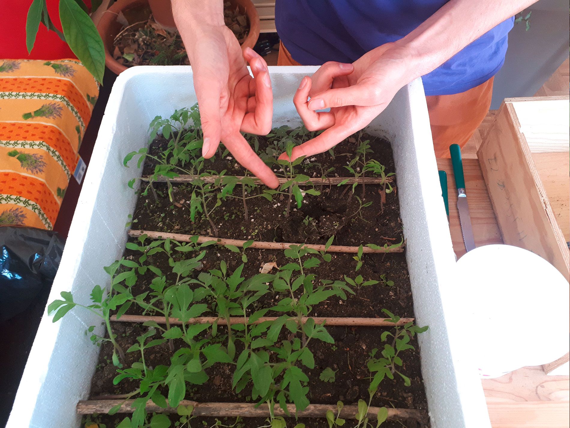 Racines Communes - Le repiquage - Comment rempoter mes semis