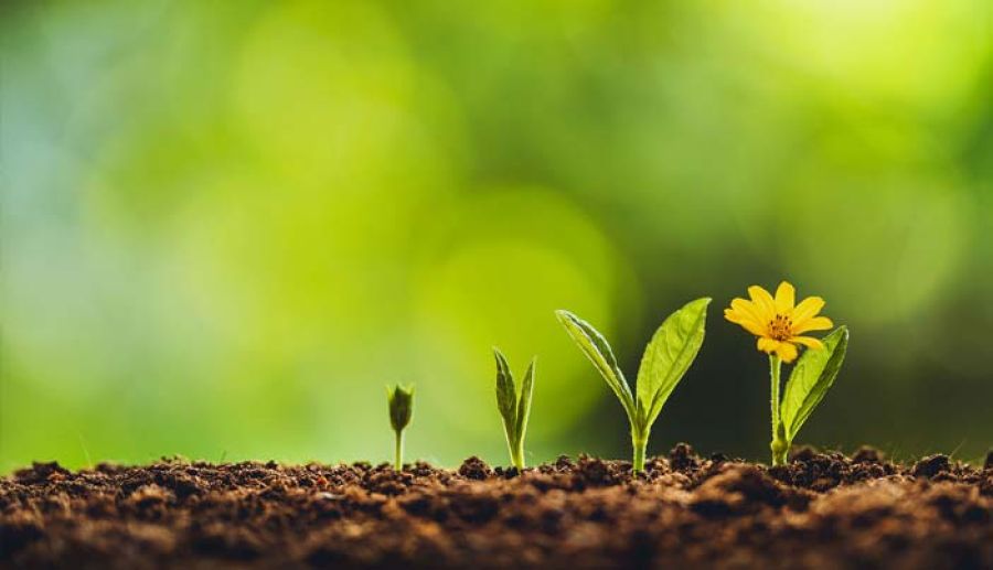 Racines Communes - Ressources